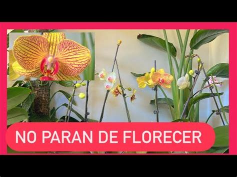 EL secreto para hacer florecer a tus Orquídeas cómo nunca antes YouTube
