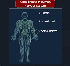 What Are The Main Organs Of The Human Nervous System Draw A Labelled