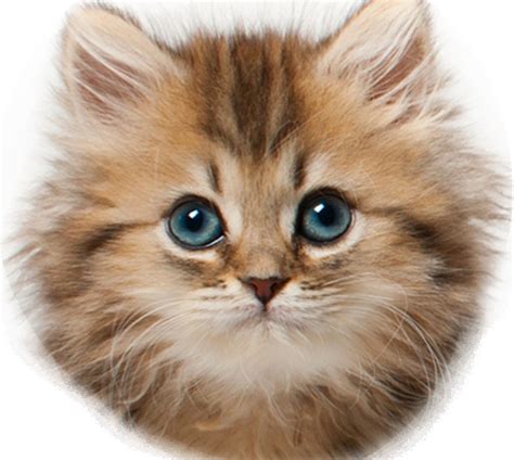 Картинки Мордочки Котика Telegraph