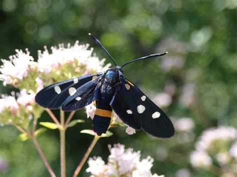Zygaena Ephialtes NGIDn2131794783 Naturgucker De Enjoynature Net