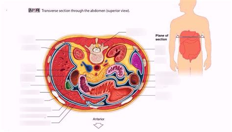Transverse Section Through Abdomen Superior View Anatomy CH 1