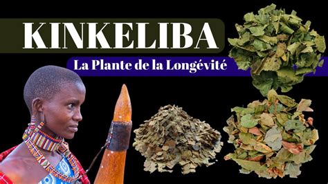 Découvrez le Kinkeliba La Plante de la Longévité aux Pouvoirs