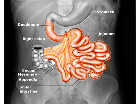 Resumo De Intestino Delgado Anatomia Fisiologia E Mais