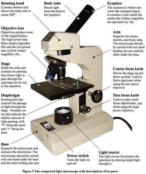 Parts Of A Microscope And Their Functions Diagram Ducksters