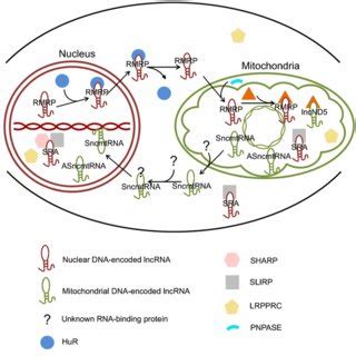 Cross Talk Between The Nucleus And Mitochondria By LncRNAs Encoded By