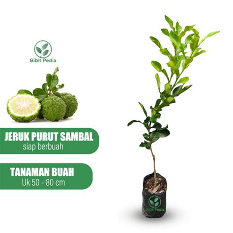 Jual Pohon Jeruk Limo Tanaman Jeruk Sambal Limau Kota Bekasi Bibit