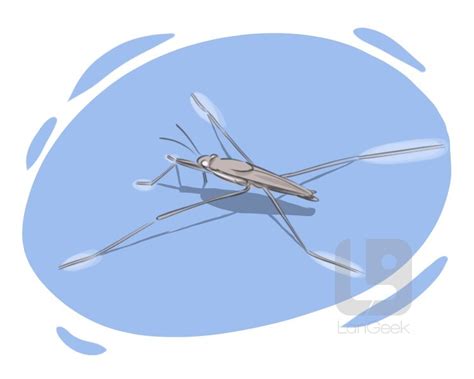 Definition Meaning Of Water Strider LanGeek