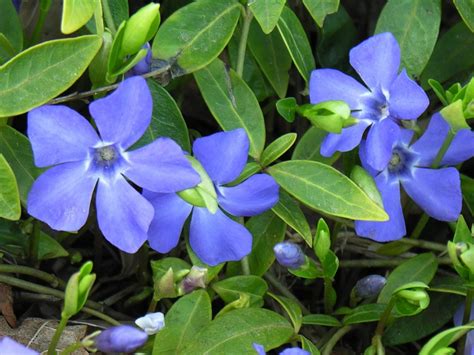 Le 5 piante più resistenti al freddo Lombarda Flor