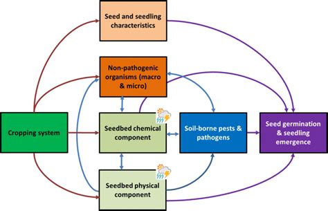 Conceptual Scheme Describing Biotic And Abiotic Factors Affecting Seed