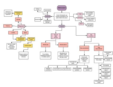 Mapa Conceptual De La Medula Espinal Farez Porn Sex Picture