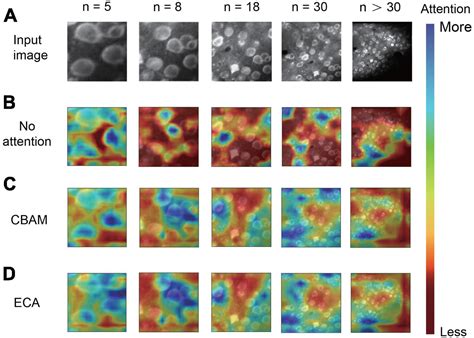 frontiers neuroseg ii a deep learning approach for generalized neuron segmentation in two