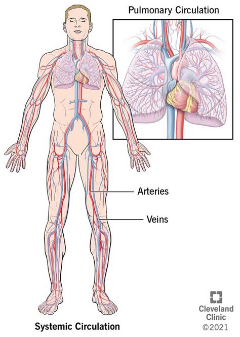 Circulatory System Diagram Labeled Veins