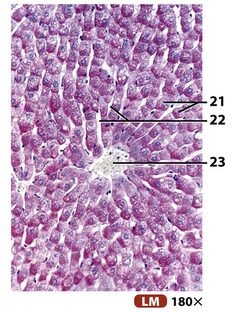 Histology Of The Liver Lobule Diagram Quizlet