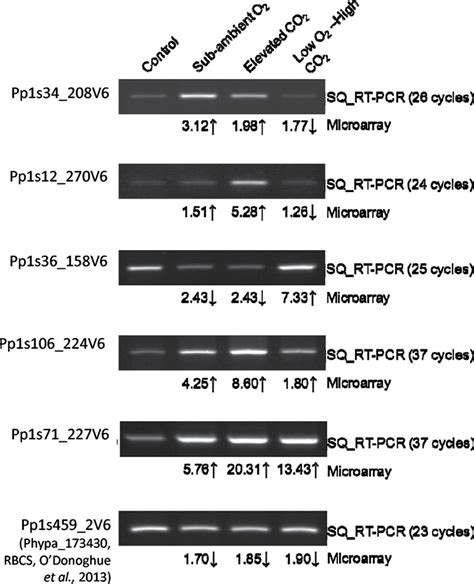rt pcr validation of microarray data rna was extracted from download scientific diagram