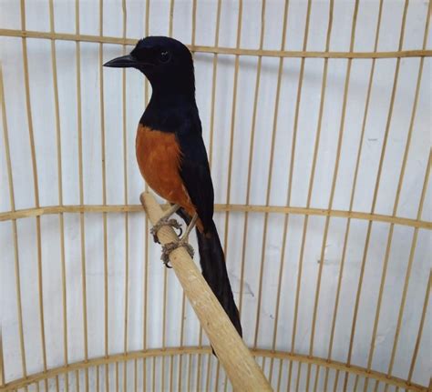 18 Jenis Burung Murai Batu Terbaik Di Seluruh Dunia Beserta Gambar Dan