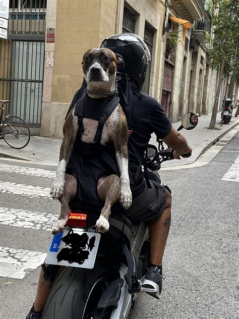 Transportin Perro Para Moto Atelier Yuwa Ciao Jp