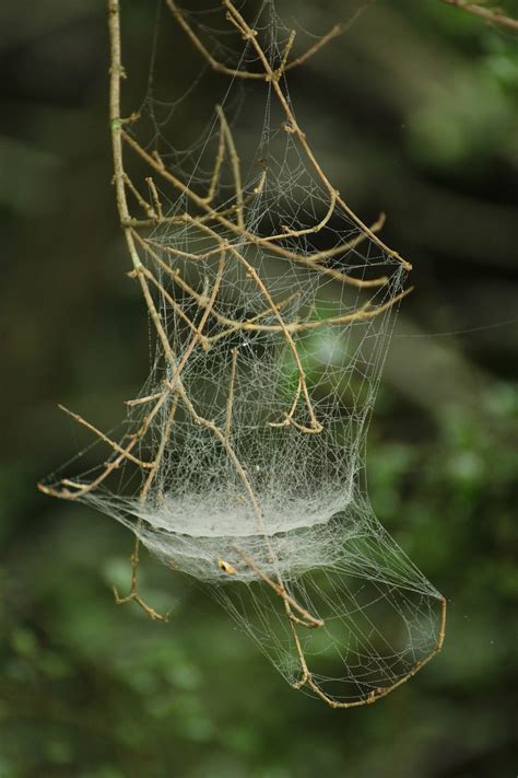 Spinnennetz Dew On Web Spinne Kostenloses Foto Auf Pixabay Pixabay