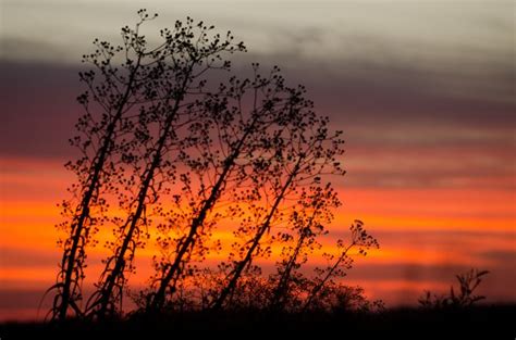 Free Images Landscape Tree Nature Horizon Wilderness Cloud Sun