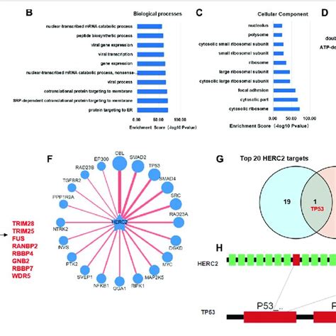 BTF3 May Regulate HERC2 Mediated P53 Ubiquitination In CRC A