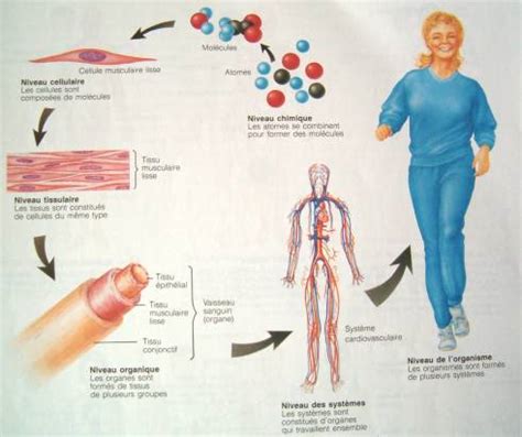 Tableau Des Syst Mes Du Corps Humain Et De Leurs Fonctions