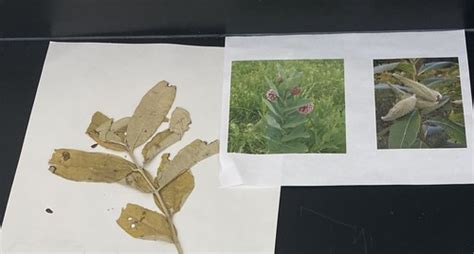 Ecology Plants Flashcards Quizlet