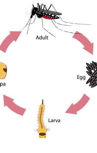 Life Cycle Of Malaria Parasite Diagram Brainly In