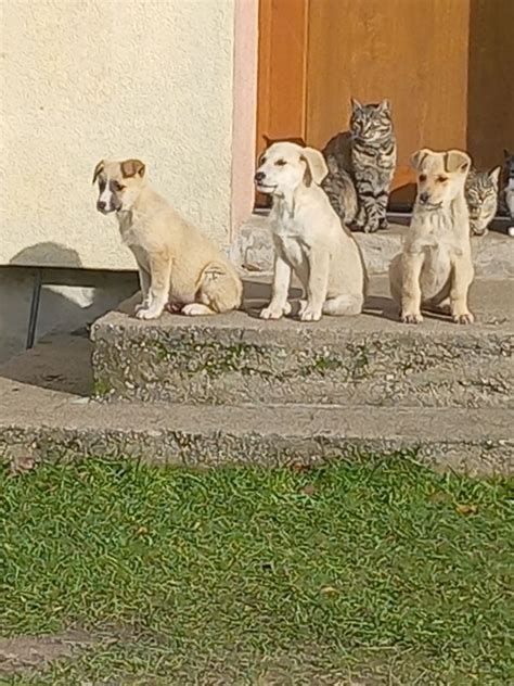 Oddam szczeniaki w dobre ręce Nowa Sikorska Huta OLX pl