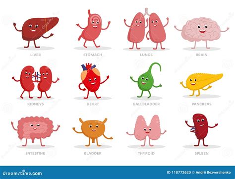 Cute Human Organs Vector Cartoon Characters Illustration In Flat Design