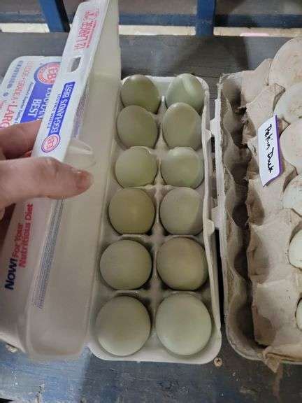 1 Doz Fertile Olive Egger Eggs Rogers Community Auction Inc