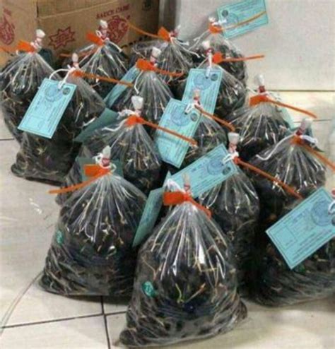 BIBIT BENIH BIJI KECAMBAH SAWIT PPKS MEDAN Lazada Indonesia