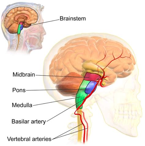 Tallo Cerebral Anatom A Concise Medical Knowledge