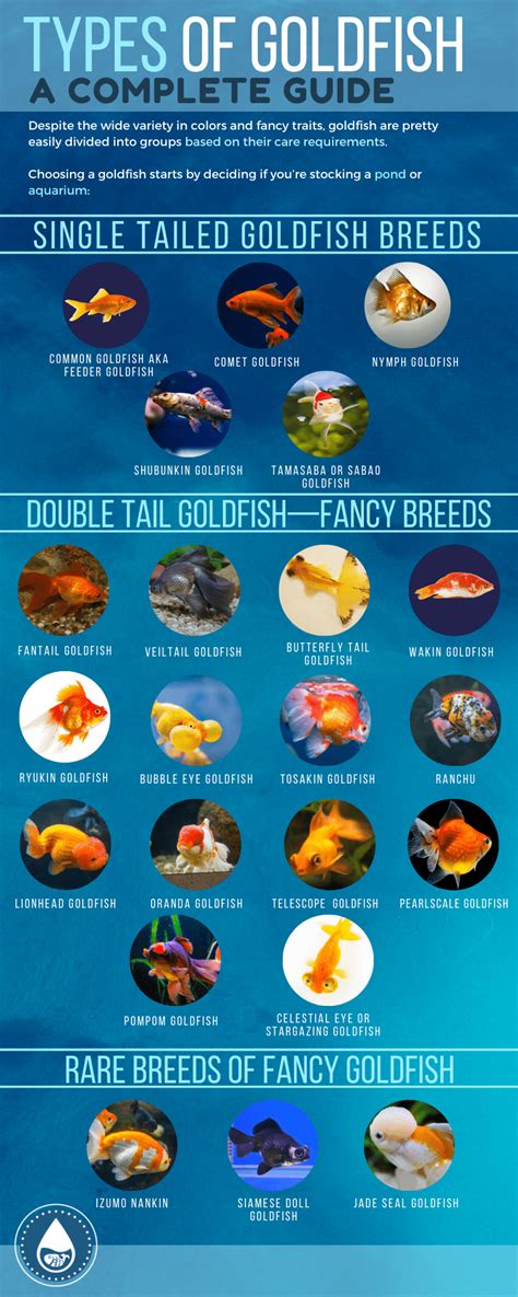 Best Habitat For Goldfish At Michael Goudy Blog
