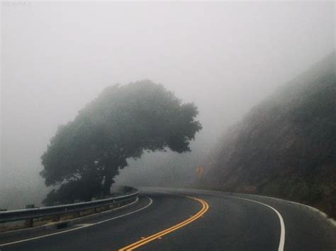 Free Images Tree Forest Light Fog Mist Street Sunlight Morning
