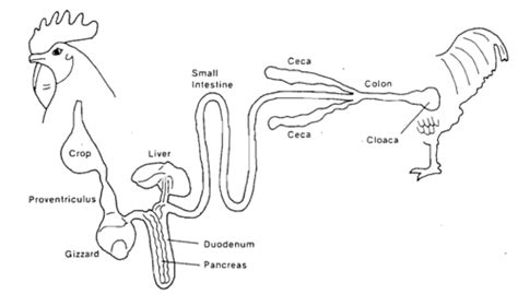 Avian Digestive System Flashcards Quizlet