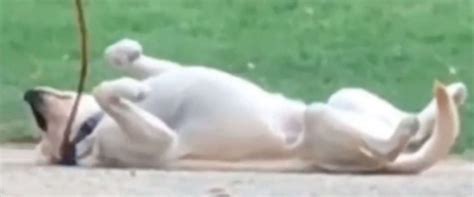 Cachorro adorável finge de morto para não ter que sair do parque
