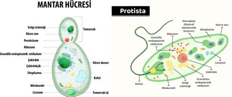 Karyot Ve Prokaryot H Cre Nedir Zellikleri Ve Farklar Nelerdir