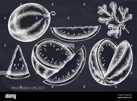 Fruits Hand Drawn Vector Illustrations Collection Chalk Watermelon