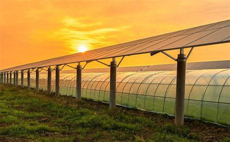 Agrovoltaica Fusionando energía solar y agricultura