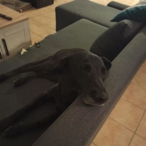 Olly Chien Croisé e à l adoption Solérieux Pet Adoption
