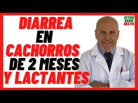 Todo Lo Que Necesitas Saber Sobre La Diarrea En Cachorros De 2 Meses