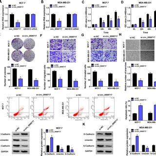 Knockdown Of Circ 0008717 Suppresses BC Cell Growth And Metastasis In