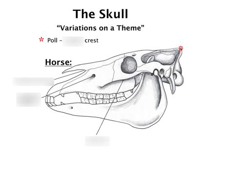 Anatomy Equine Skull Diagram Quizlet