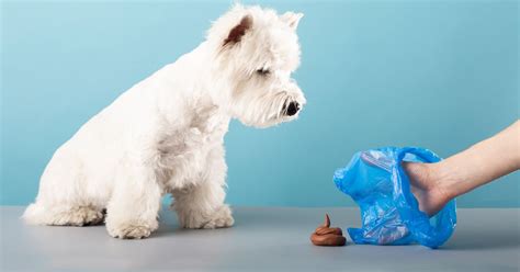 Qué dicen las heces de mi perro sobre su salud