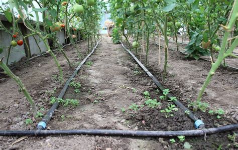 Tomate Em Estufa Utilizando Irrigação Por Gotejamento Foto de Stock