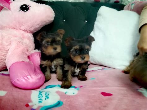 York Yorkshire Terrier Sunia Suczka Miniaturka Wo Omin Olx Pl