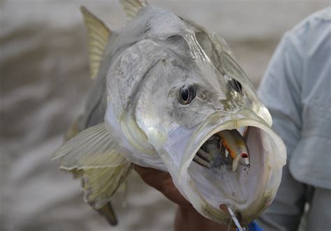 Dicas Para Iniciantes Na Pescaria De Robalo Revista Pesca Companhia