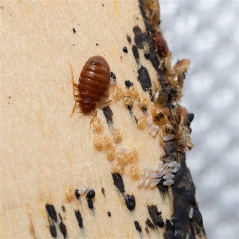 Baby Bed Bugs How To Identify Get Rid Of Them Photos FAQ