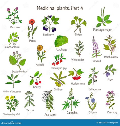 Vintage Collection Of Hand Drawn Medical Herbs And Plants Botanical
