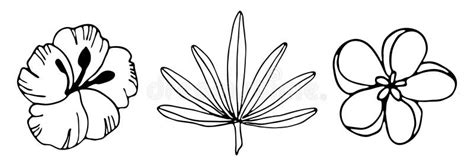 Illustration De Vecteur De Fleur De L hibiscus D hawaii Main Traçant