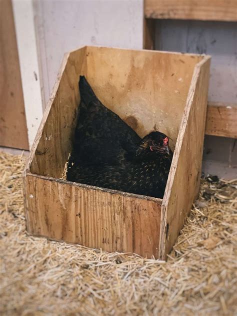 Ultimate Guide To Chicken Nesting Box Size In 2024 Chicken Nesting